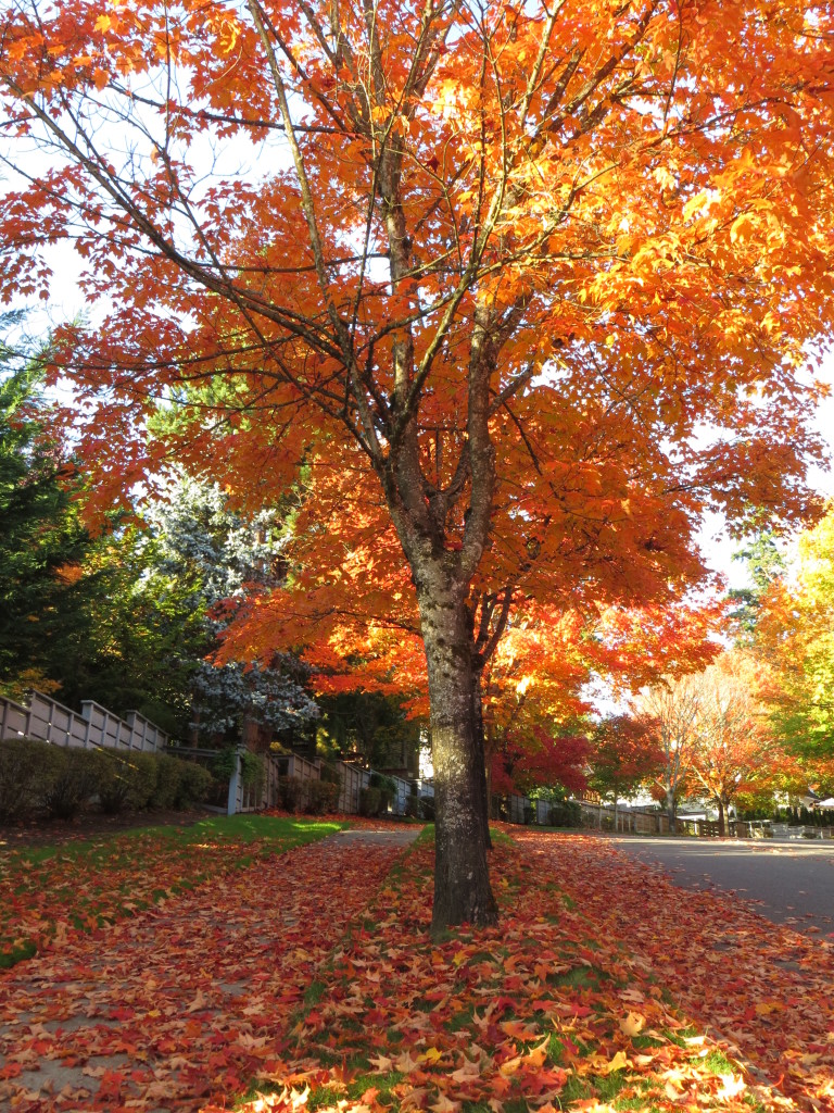 Lessons from the Autumn Season - Insightful Bean